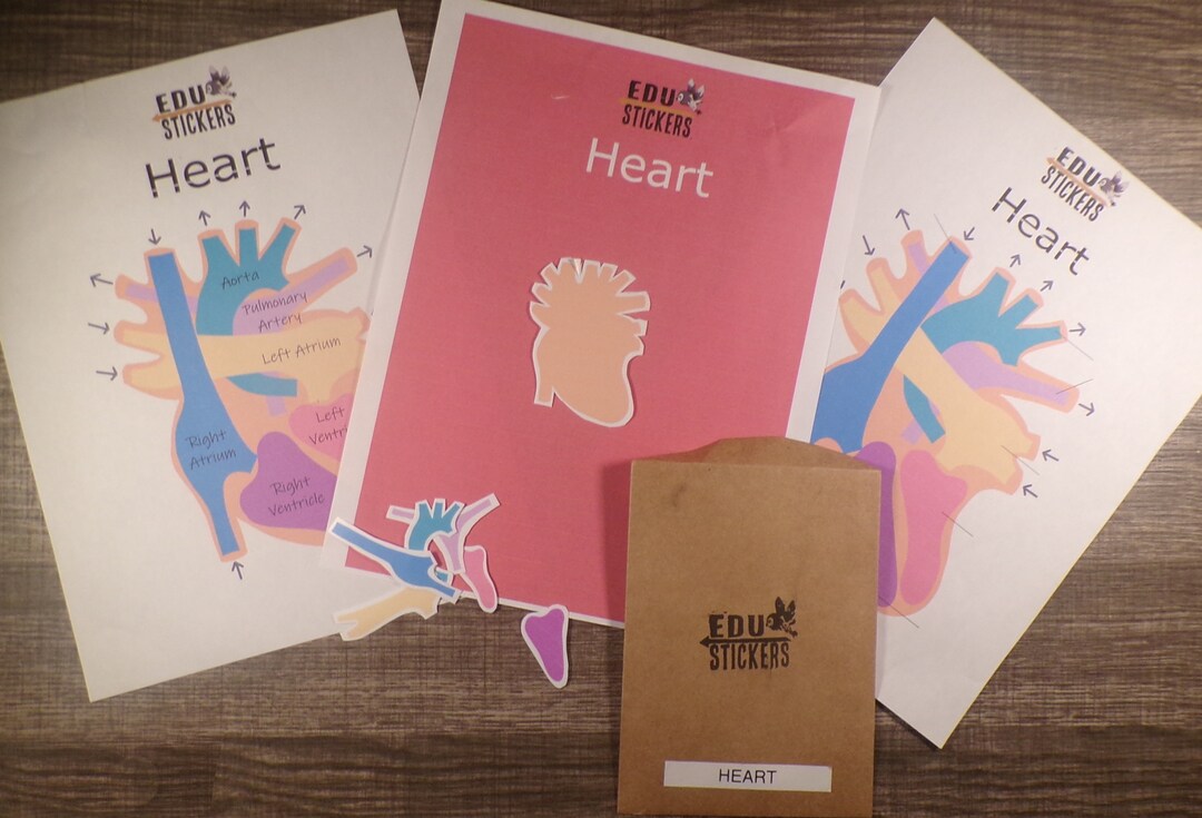 Heart Anatomy | Anatomy & Physiology | EDU Stickers - Etsy