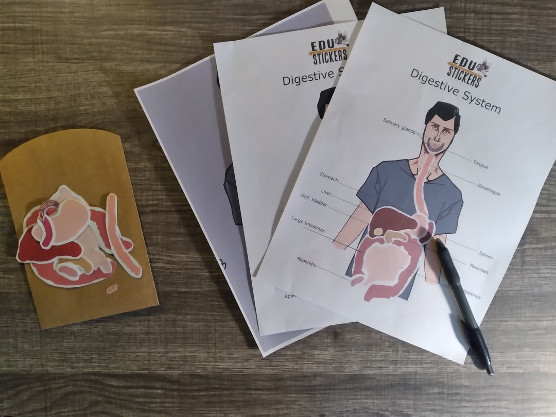 EDU Digestive System Learning Stickers | Anatomy & Physiology | EDU ...