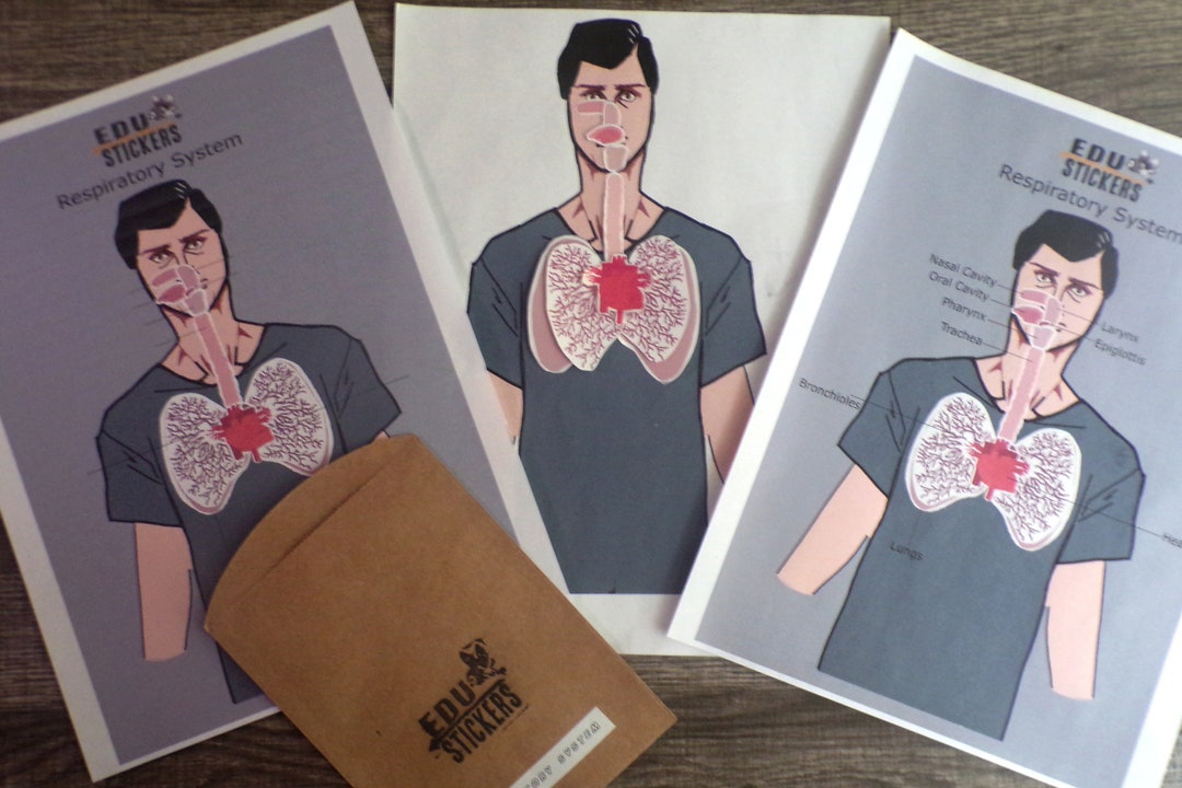 Respiratory System | Anatomy & Physiology | EDU Stickers - Etsy