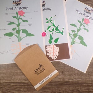 Plant Anatomy Sticker Pack | Botany | EDU Stickers - Etsy