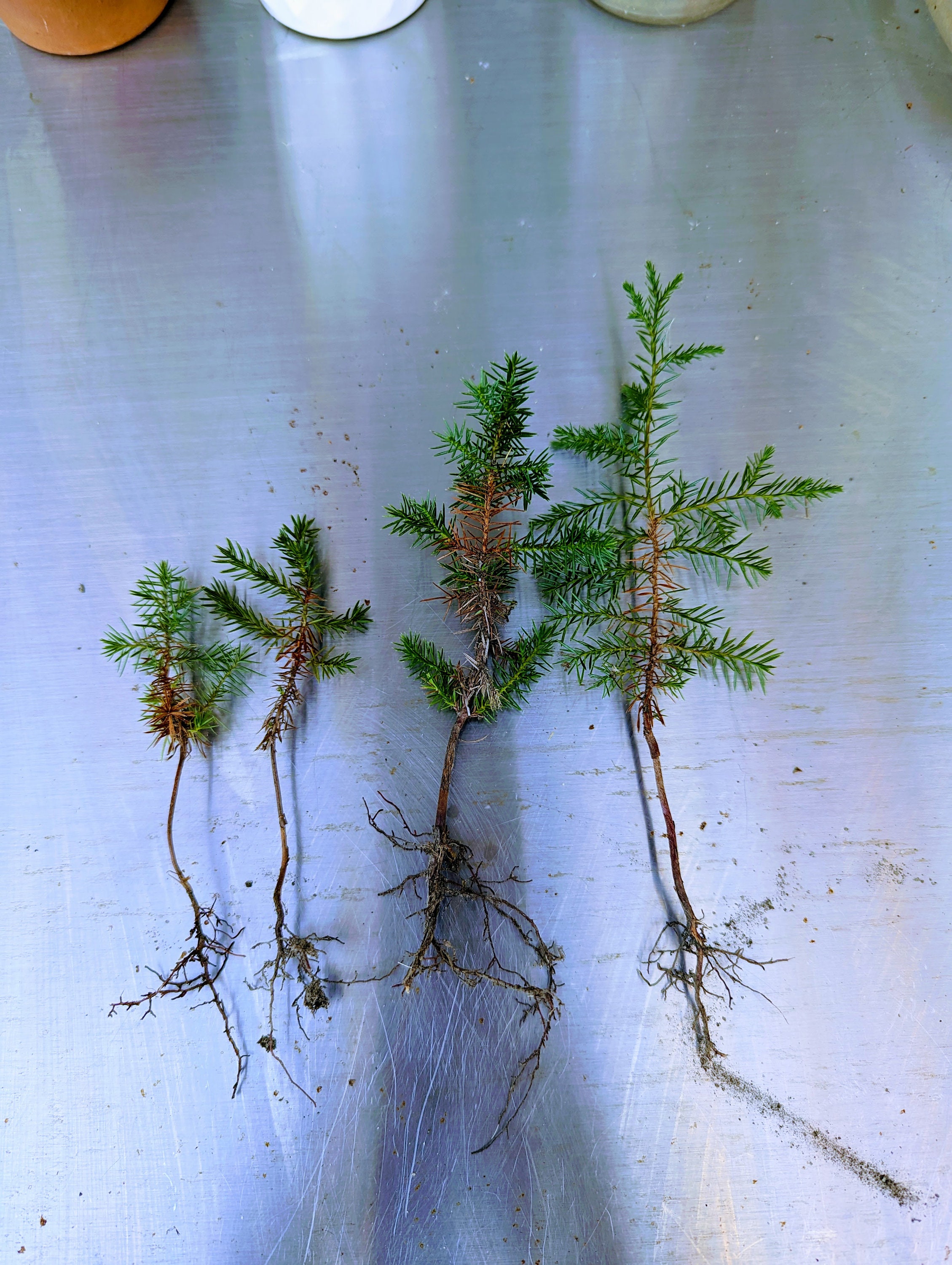 Wild Eastern Red Cedar Seedling - Etsy