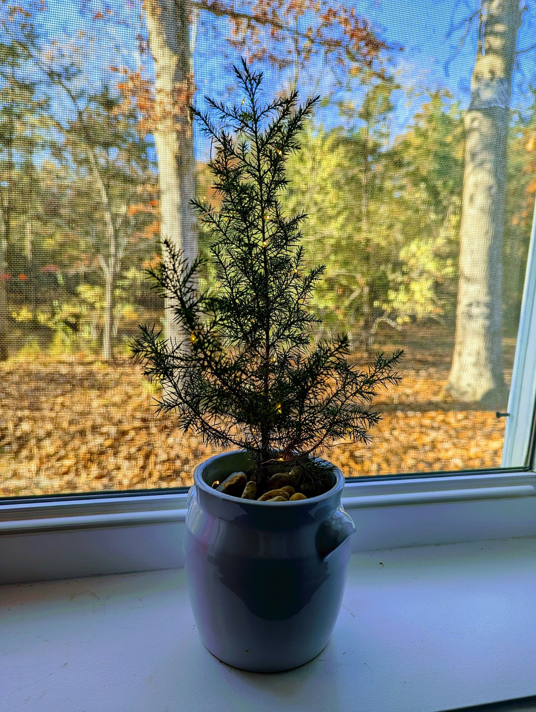Wild Eastern Red Cedar Seedling - Etsy