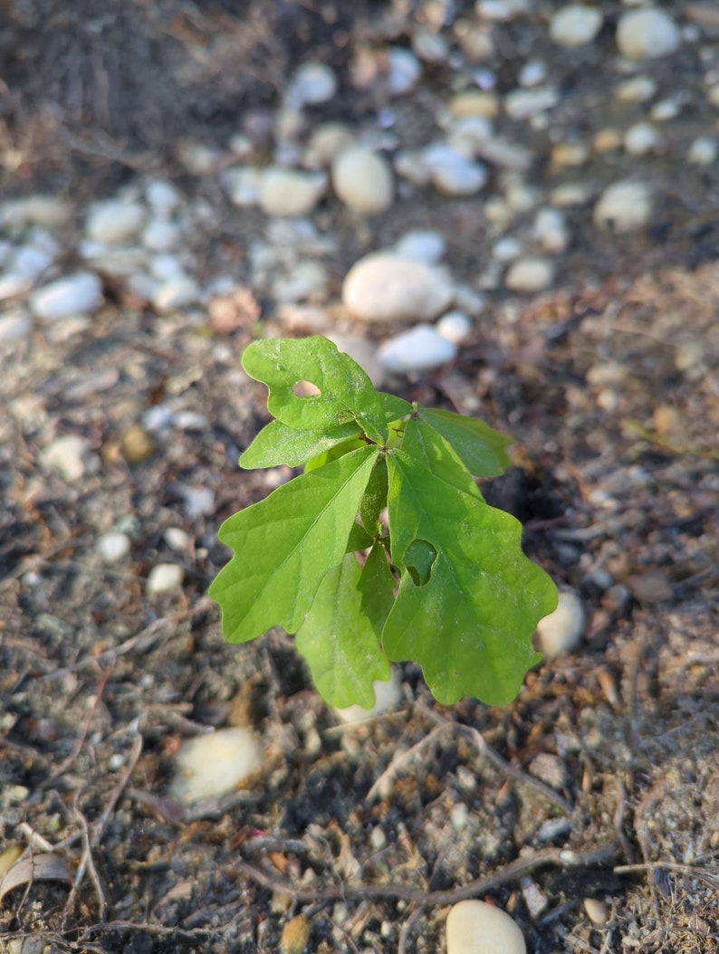 Wild Eastern White Oak Seedling - Etsy