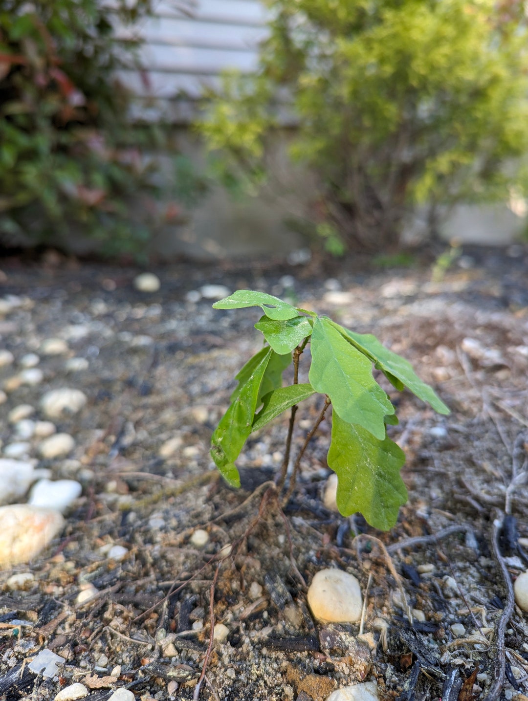 Wild Eastern White Oak Seedling - Etsy
