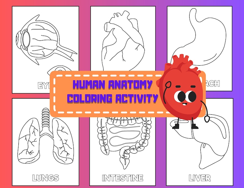 Human Anatomy Coloring and Activity Book for Kids 8 Pages Printable PDF ...
