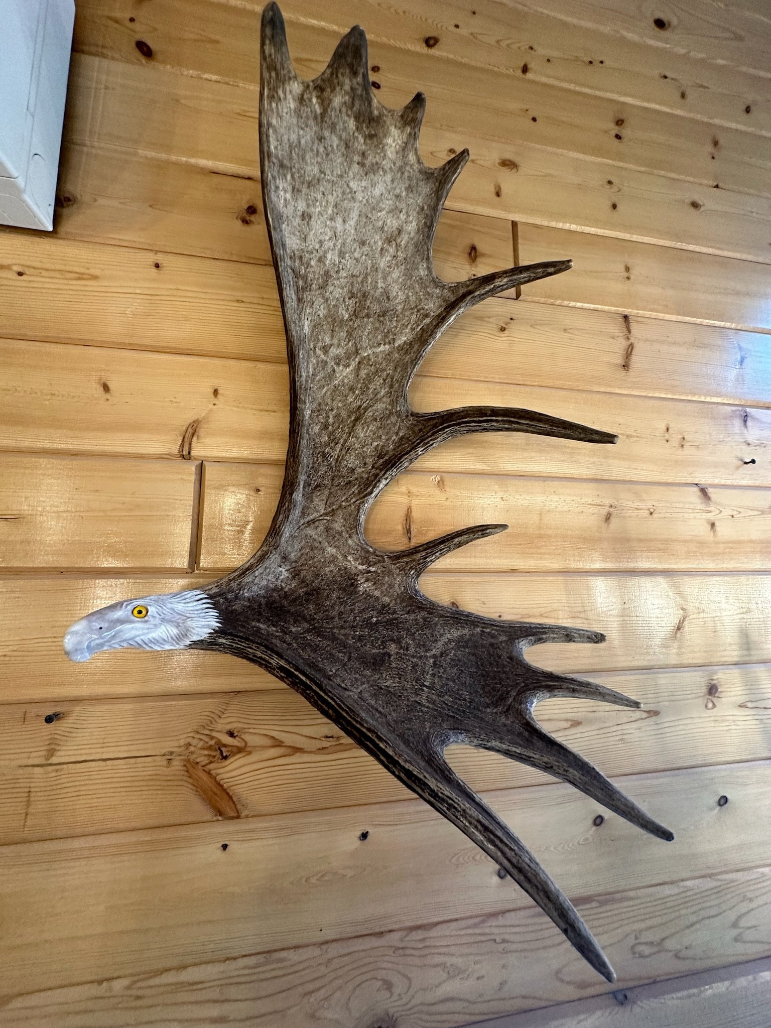 Moose Antler Carving (soaring Eagle Wall Mount) Hand Carved, Artist Direct and Ready to Ship ...