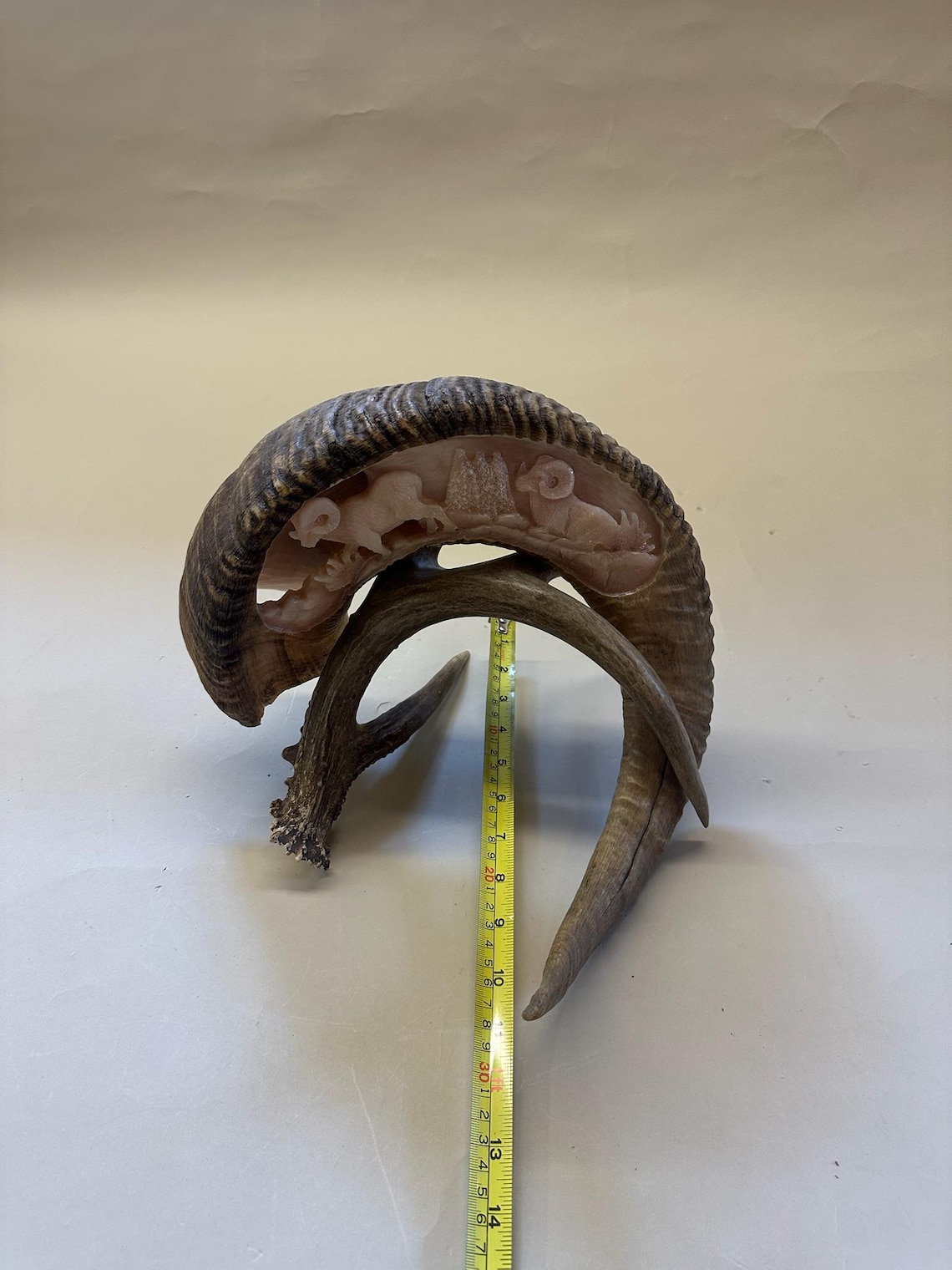 Dall Sheep Horn Carving: Rustic Wildlife Art, Cabin Decor (made in USA ...