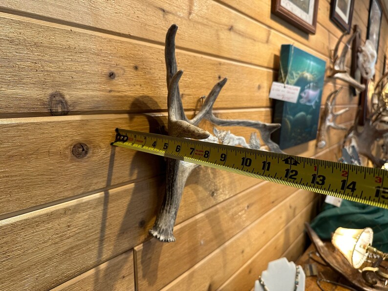 Fighting Moose on Full Real Moose Antler (hand Carved Antler Carving ...