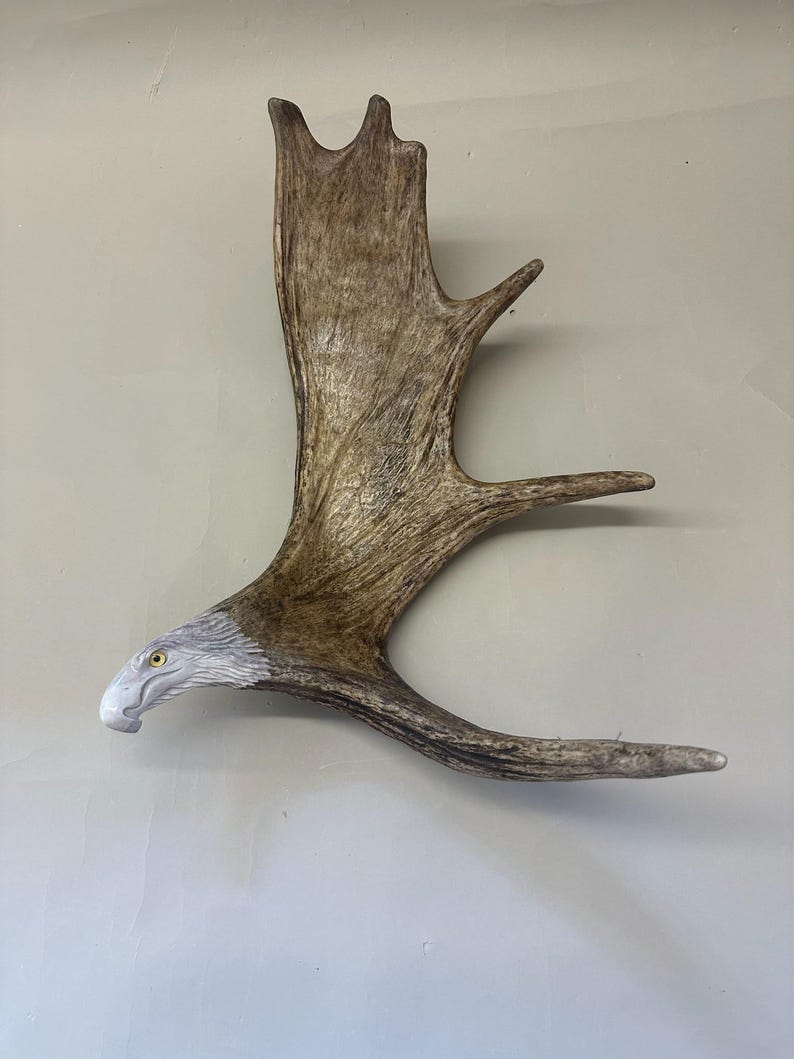 Moose Antler Carving (soaring Eagle Wall Mount) Artist Direct and Ready ...