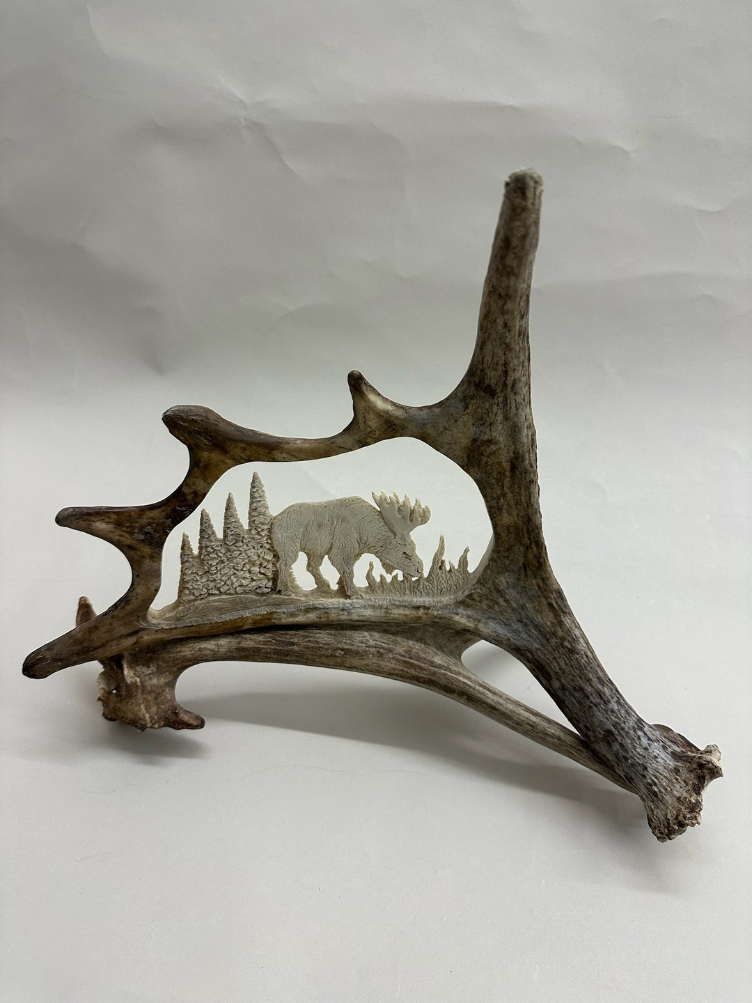 Moose Antler Carving 14x12" (standing Moose) Artist Direct and Ready to ...