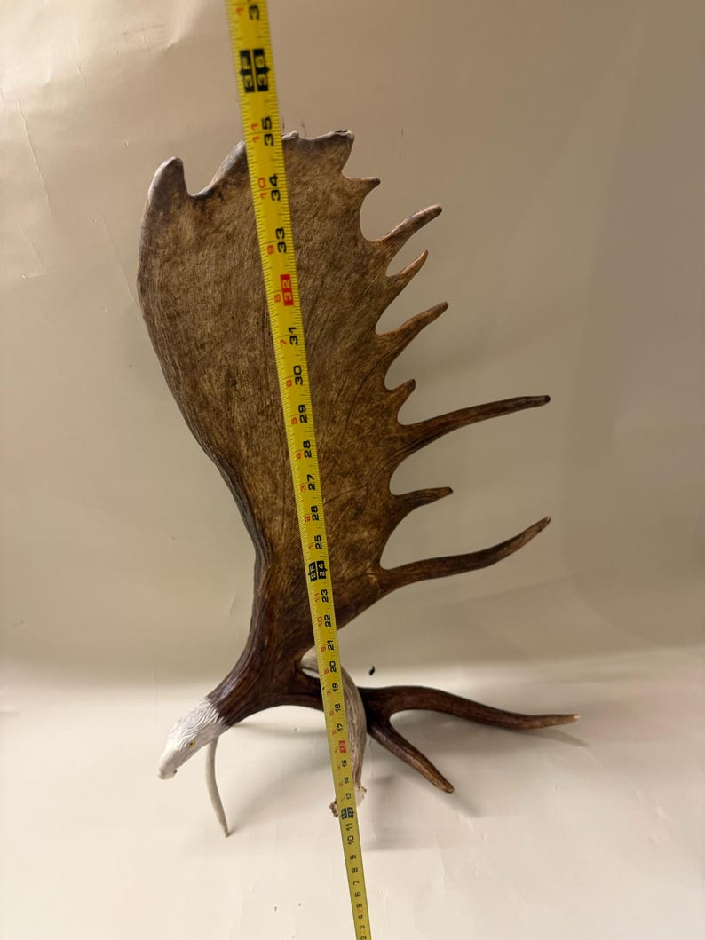 Real Extra Large 35" Moose Antler Hand Carved Eagle Head, Idaho Rustic ...