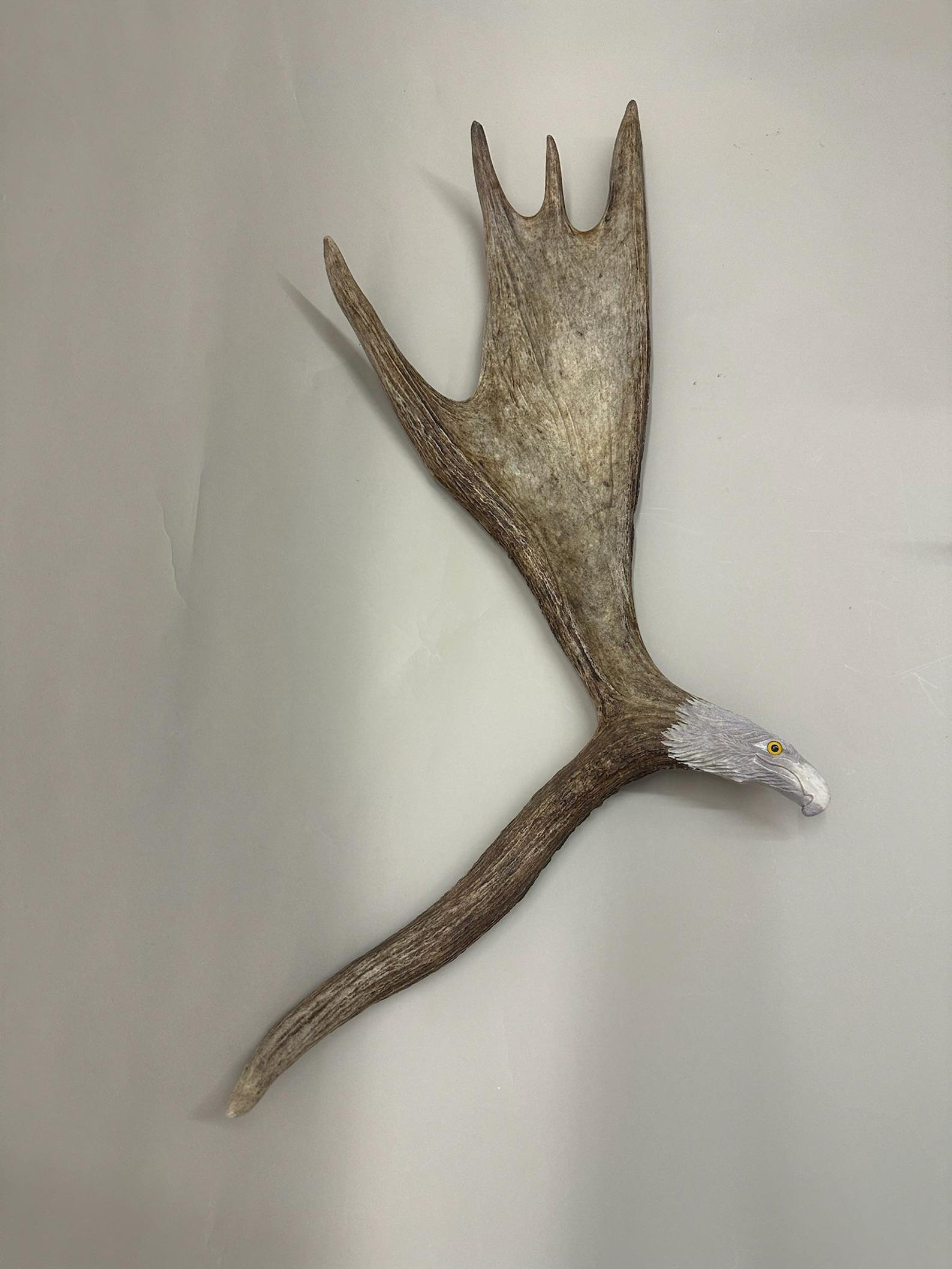 Moose Antler Carving (soaring Eagle Wall Mount) Artist Direct and Ready ...