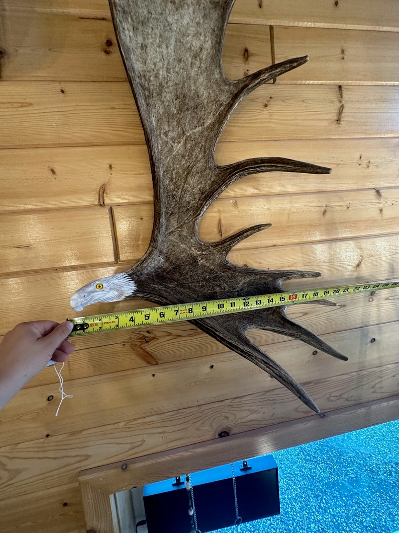 Moose Antler Carving soaring Eagle Wall Mount Artist Direct and Ready ...