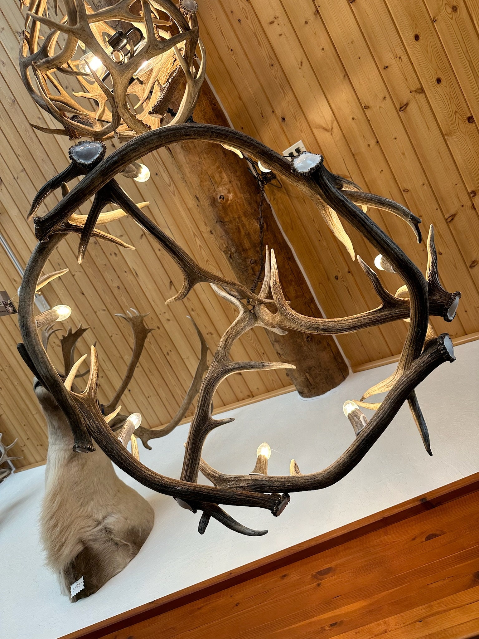 7 Light Real Elk Antler Chandeliers 36x27" Elegant Lodge, Cabin ...