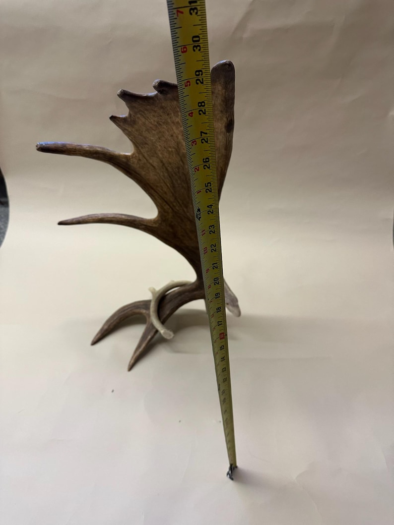 Real Extra Large 35" Moose Antler Hand Carved Eagle Head, Idaho Rustic ...