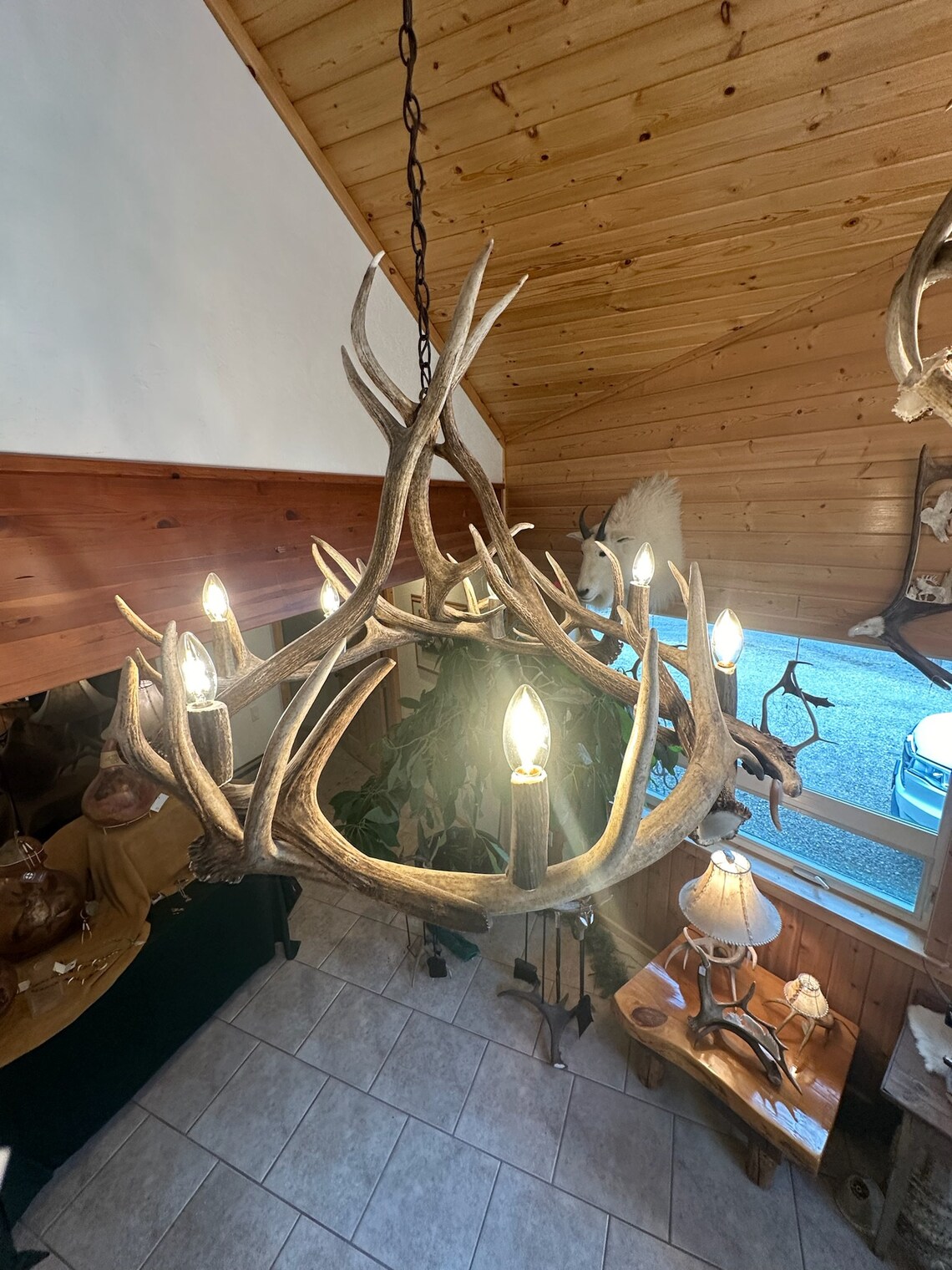 7 Light Real Elk Antler Chandeliers 36x27" Elegant Lodge, Cabin ...