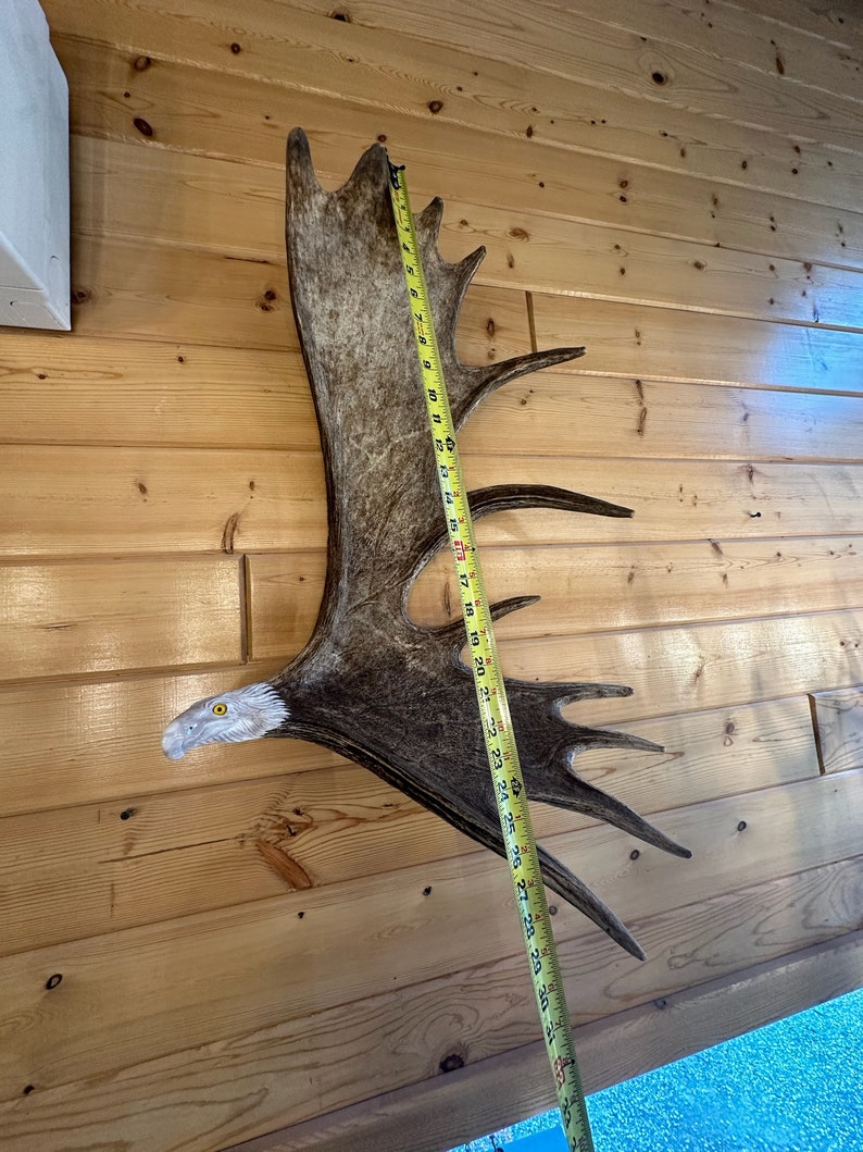 Moose Antler Carving soaring Eagle Wall Mount Artist Direct and Ready ...