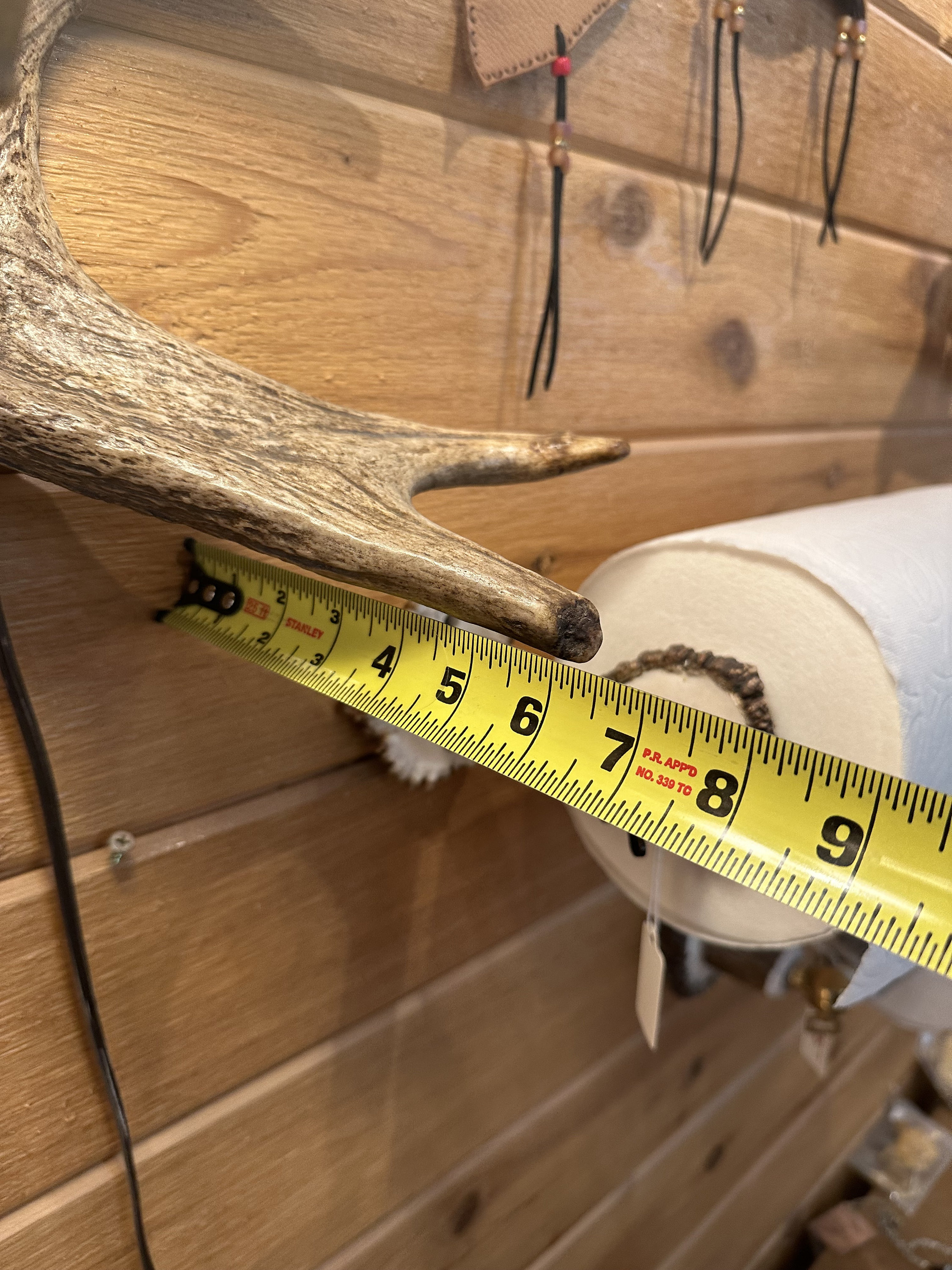 Real Moose Antler Sconce Large 30-31" Candelabra Lights With Rawhide ...