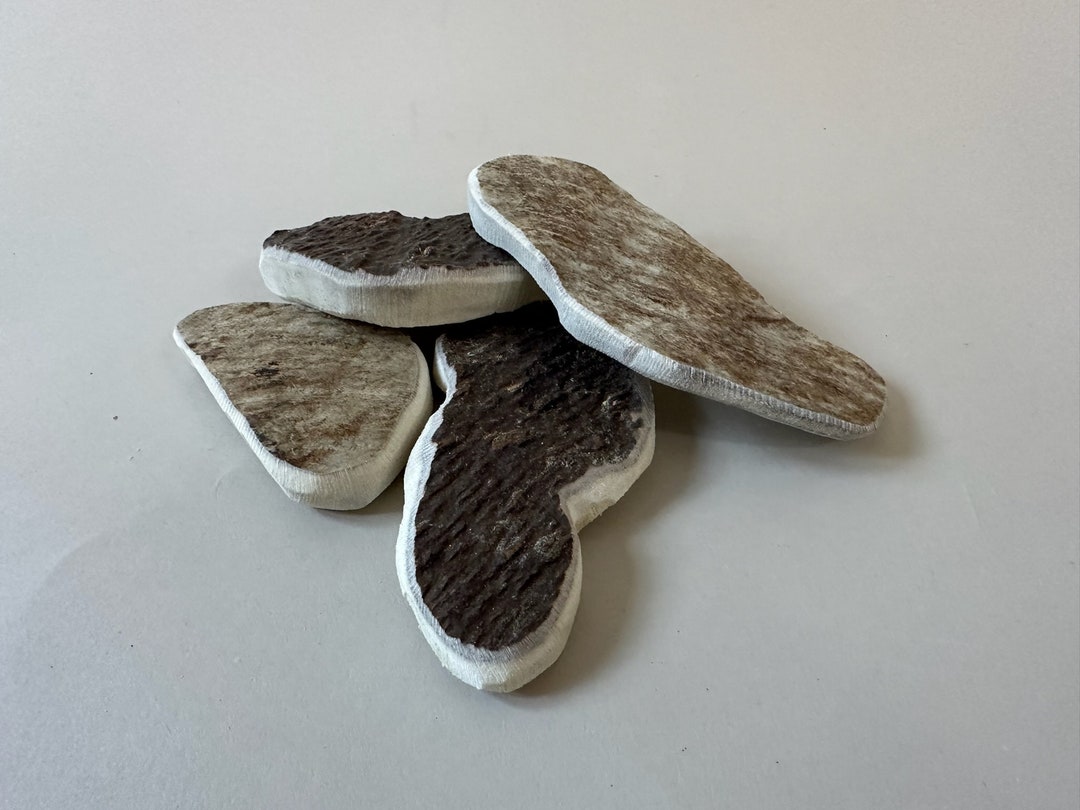 Real Small Moose Antler Dog Chews (2.5–4") – Natural Moose Antler Discs ...