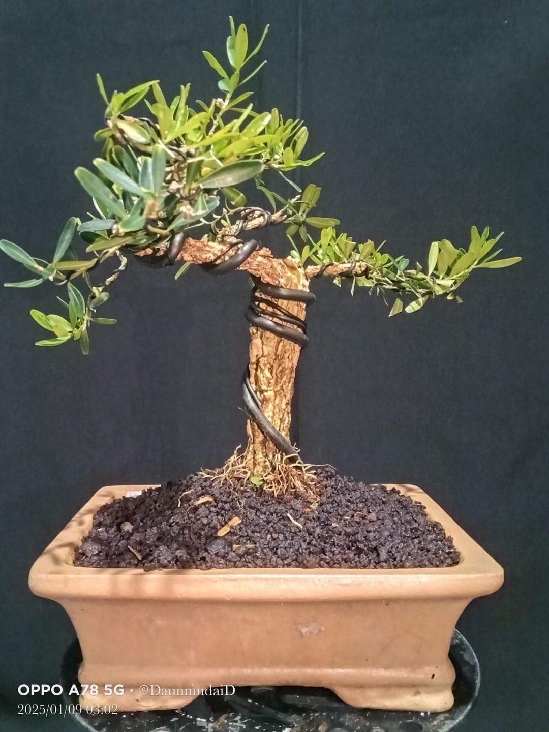Rare Bonsai Tree. Buxus Harlandii harland Boxwood, Japanese Box 004 ...
