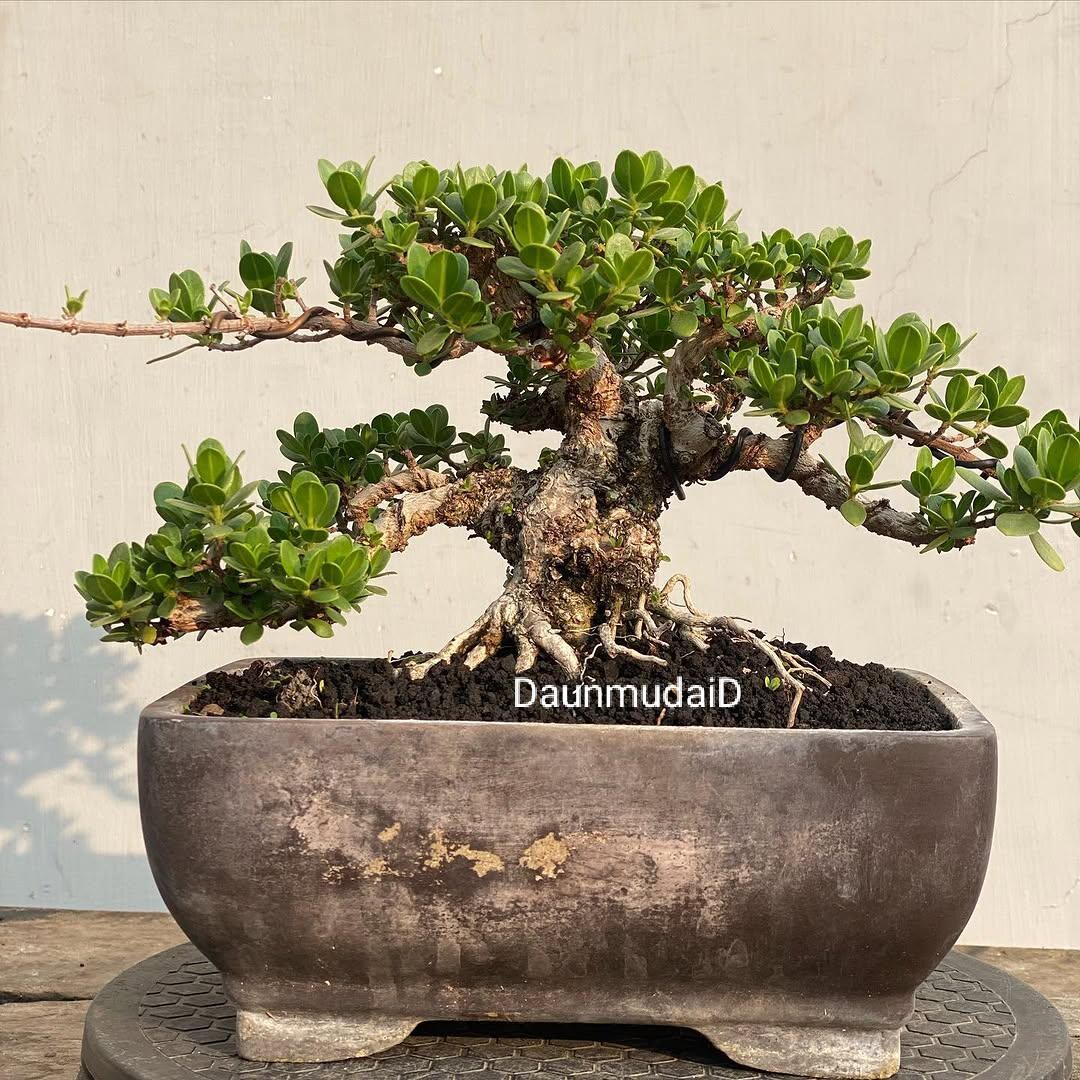 Rare Bonsai Pemphis Acidula 001. With Phytosanitary - Etsy