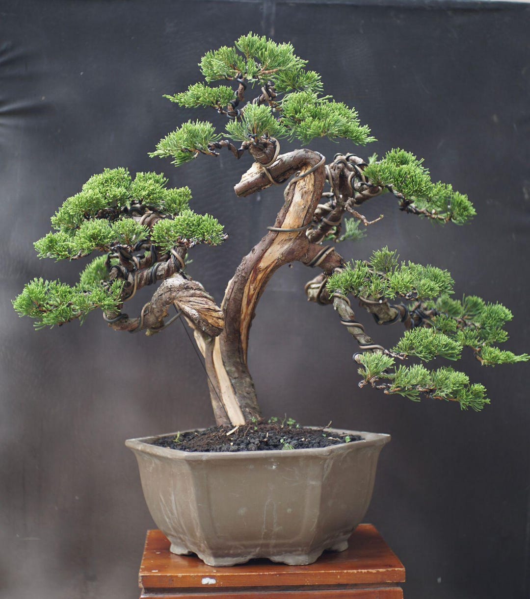 Rare Bonsai Tree. Juniperus Chinensis 010 Height 50cm. With ...