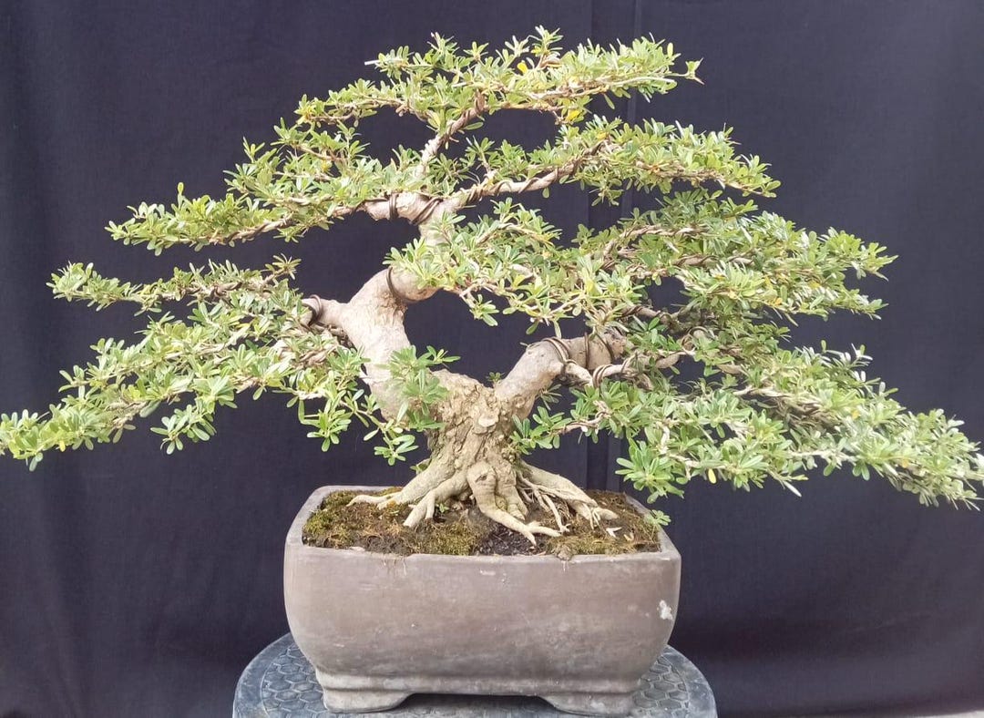 Rare Bonsai Tree. Desmodium Sp Vietnam 008. With Phytosanitary - Etsy