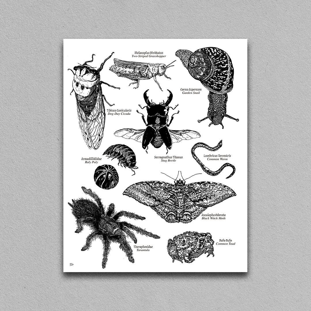 Bug Poster - Etsy