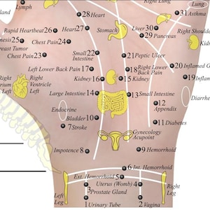 Acupressure Hand Chart PNG Reflexology & Meridian Points Digital ...