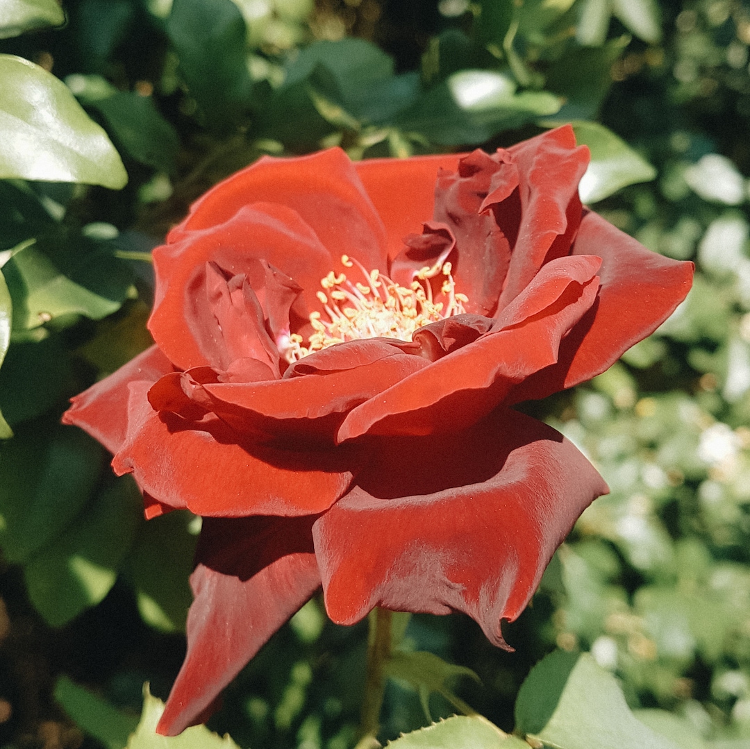 Self Love Red Rose Flower Essence - Etsy