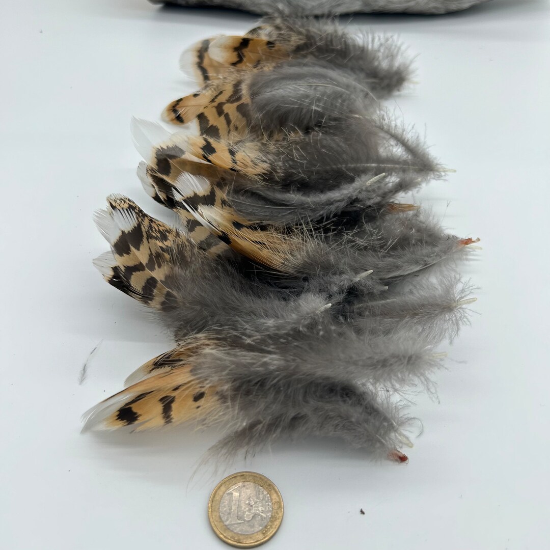 Western Carpecaillie/wood Grouse/tetrao Urogallus, Fine Feathers ,from ...