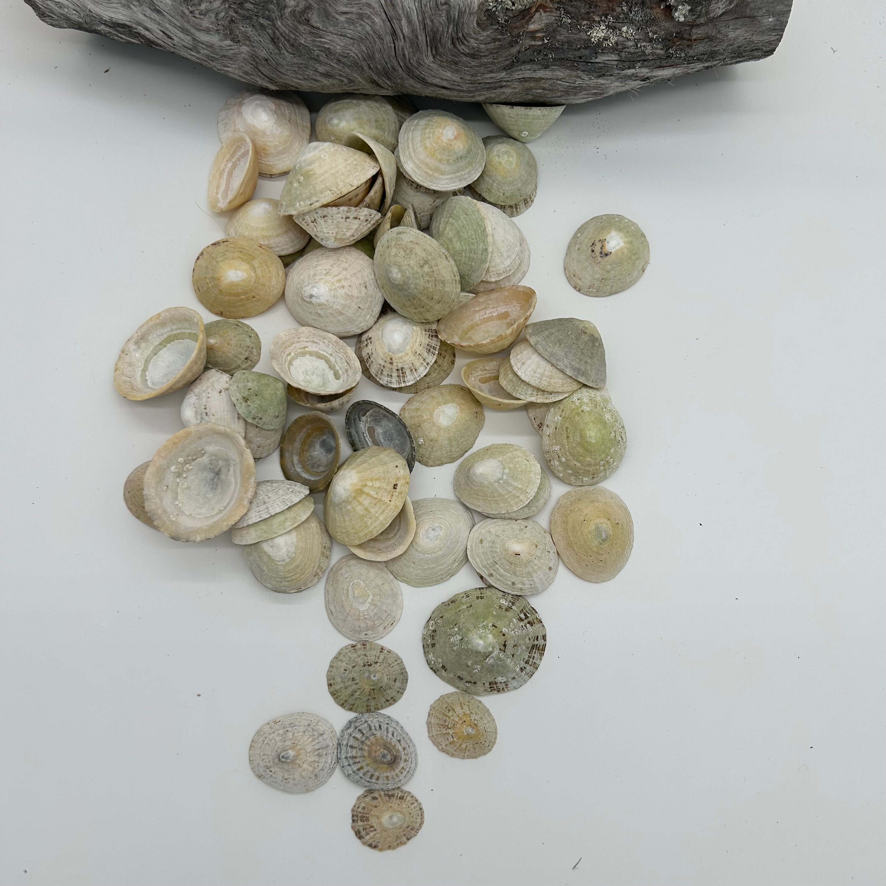 LIMPET SHELLS, Sea Shell Set, From Norwegian Fjords, 400 G Box - Etsy