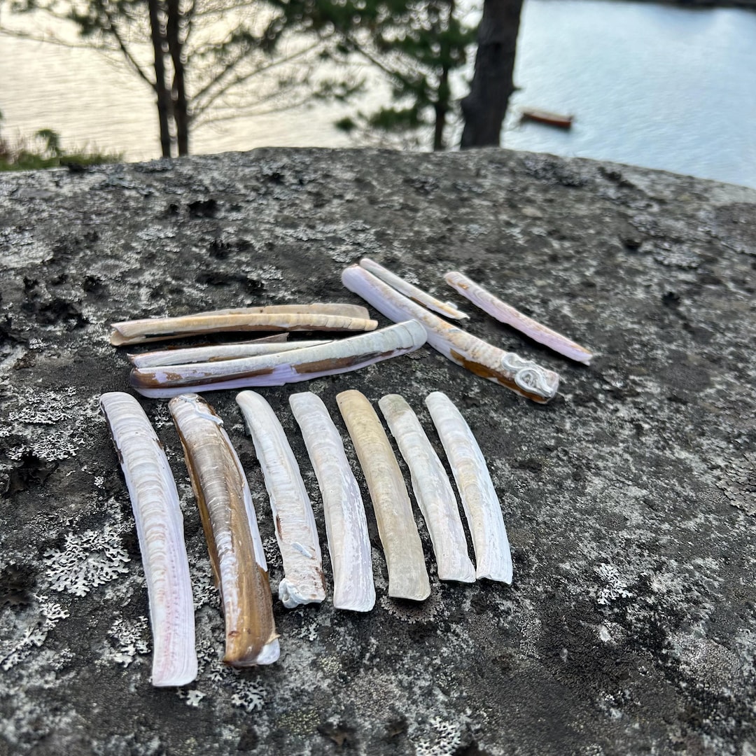 RAZOR CLAM Shells Set, 2 Different Types, From Norwegian Fjords - Etsy