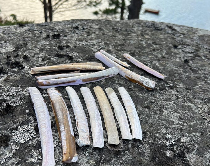 RAZOR CLAM Shells Set, 2 Different Types, From Norwegian Fjords - Etsy