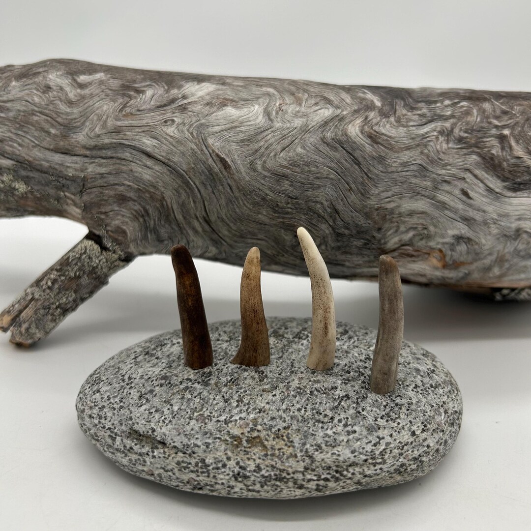 REINDEER Antler TIP Slice, Natural, Handmade, From Lappland in Sweden ...