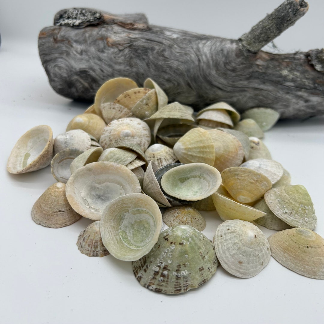 LIMPET SHELLS, Sea Shell Set, From Norwegian Fjords, 400 G Box - Etsy