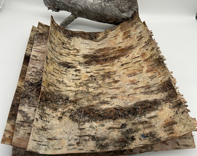 LARGE BIRCH BARK Sheet, 100% Natural Product, Hand Made, From Lappland ...