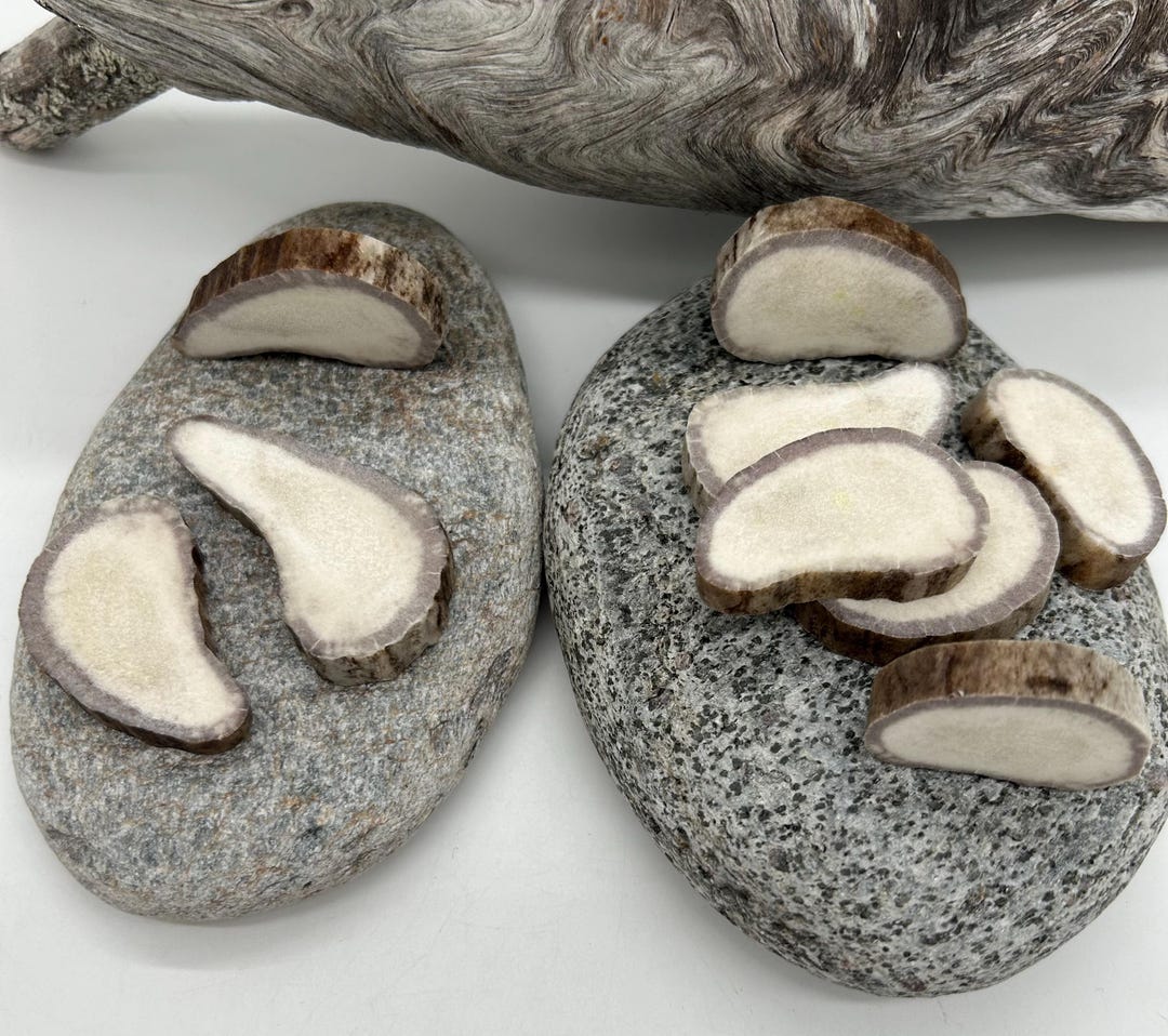 Handmade Moose Antler Slice: Natural Craft Supply From Lappland, Sweden ...