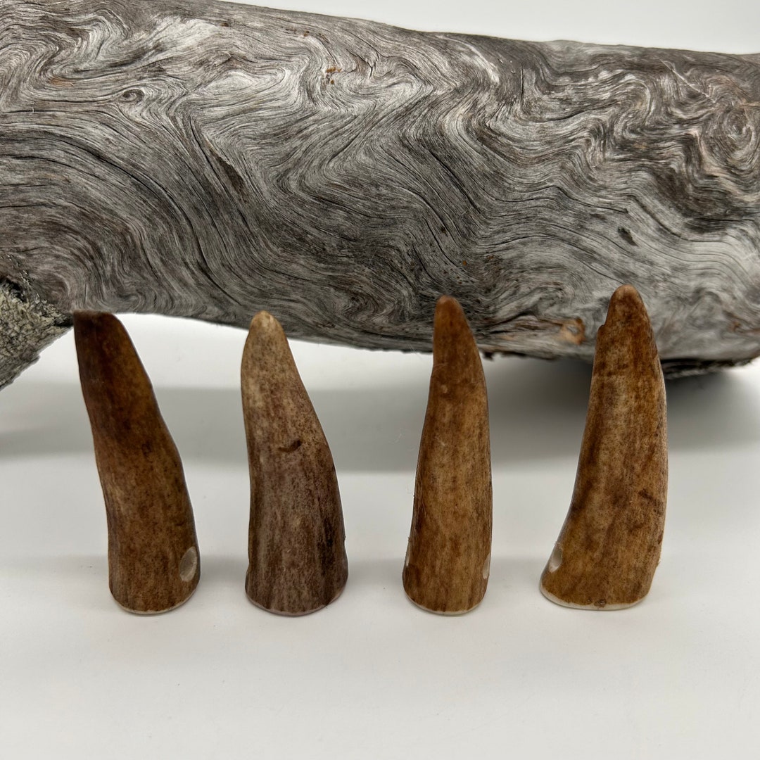 MOOSE ANTLER TIPS, 4 Different Tips, 2 Different Hole Dimensions, Hand ...