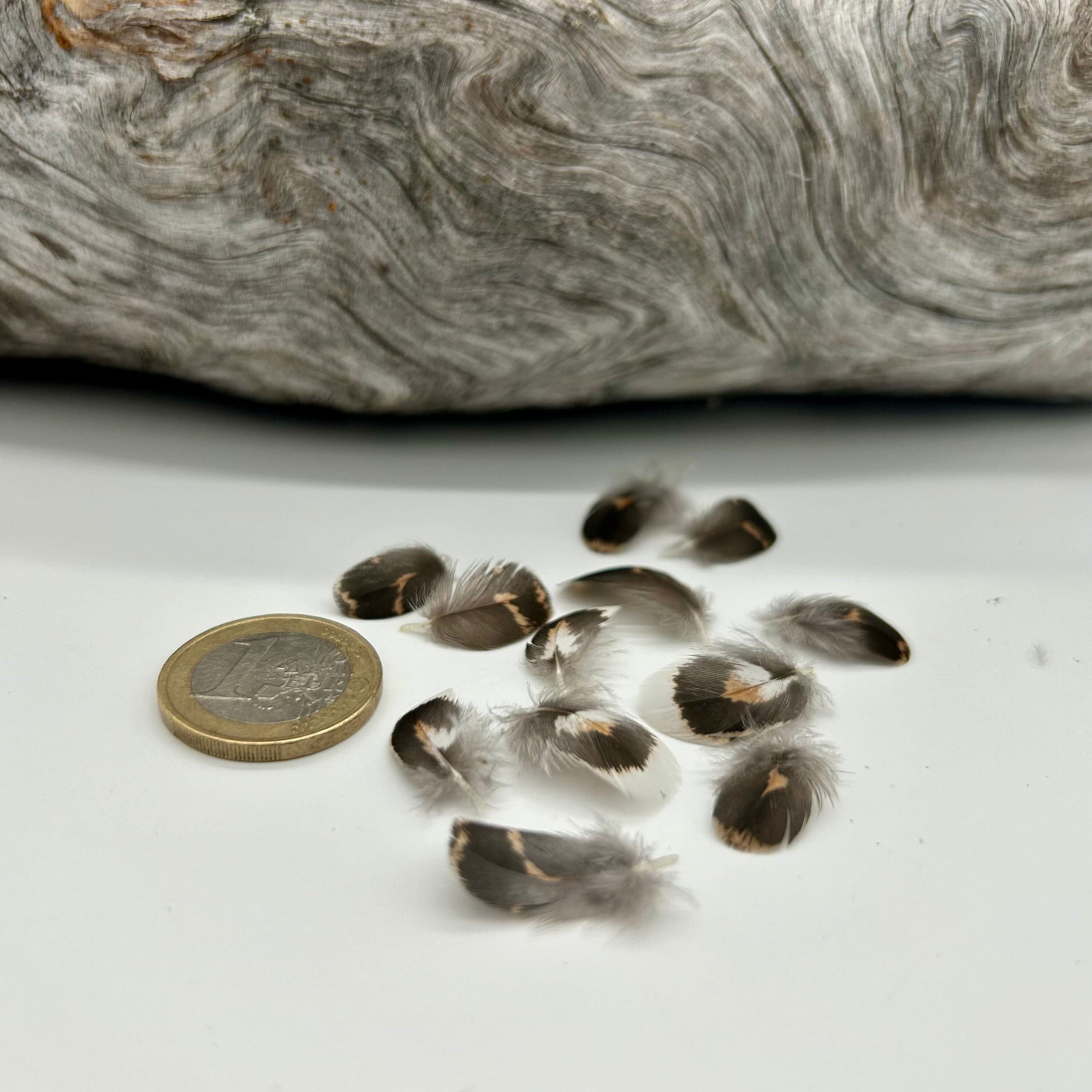 Western Carpecaillie/wood Grouse/tetrao Urogallus, Fine Feathers ,from ...