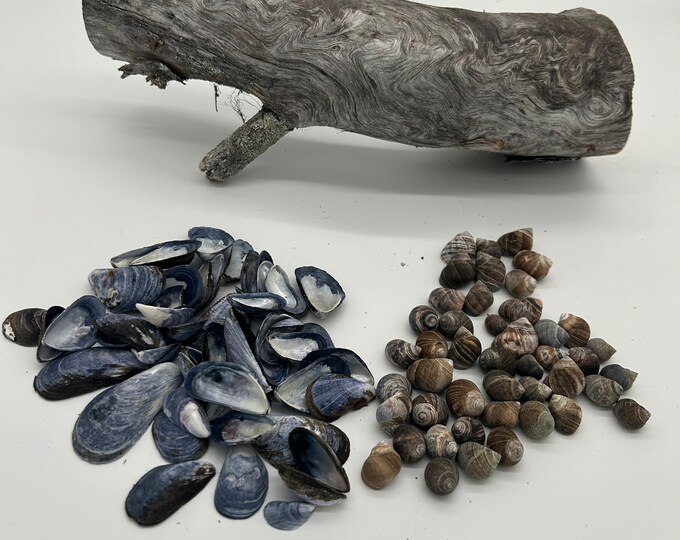 BLUE MUSSEL Shell Set and SEA Shell Set 2 Diffrent Sea Sets, From ...