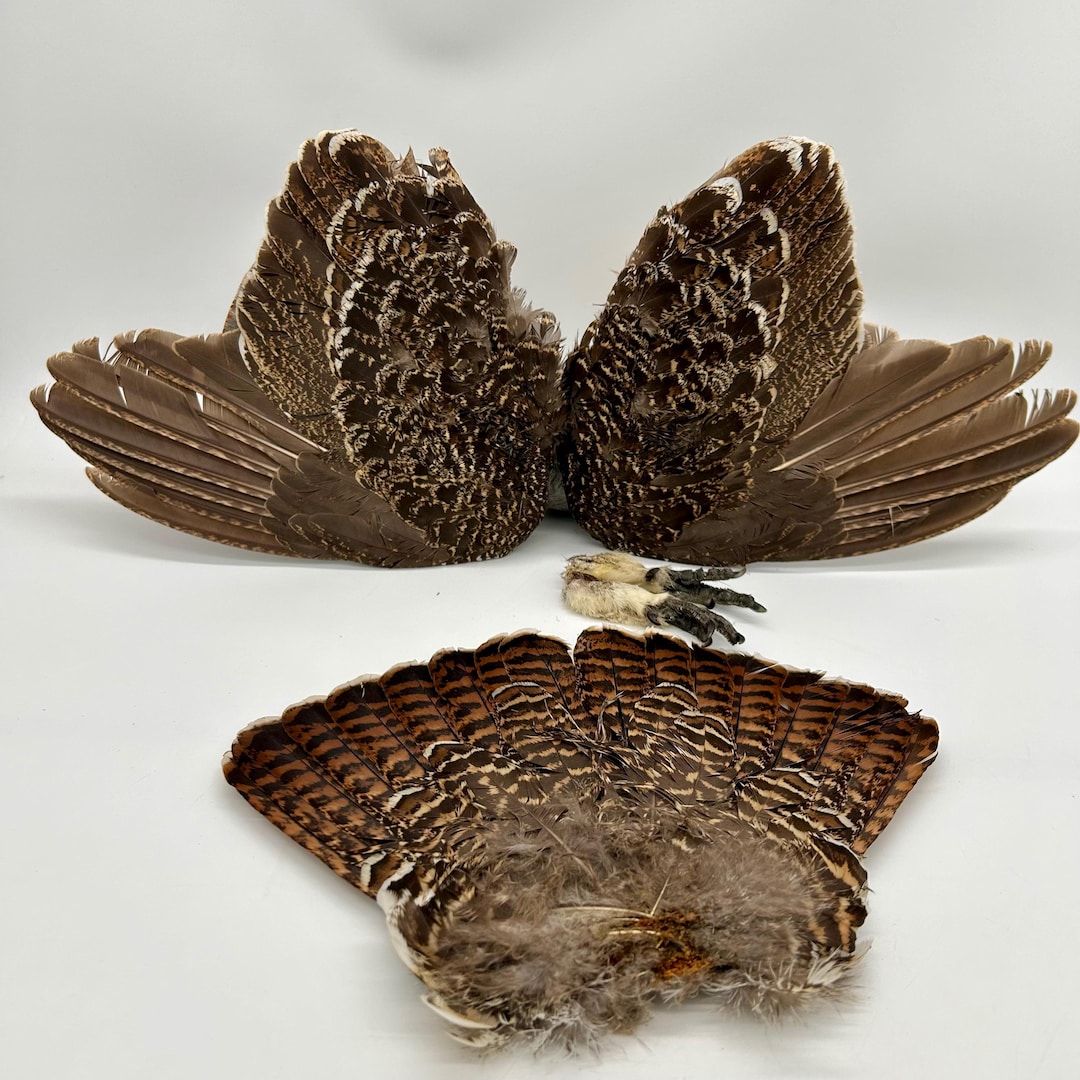 Western Carpecaillie/wood Grouse/teatrao Urogallus, 3 Sets, Wings/tail ...