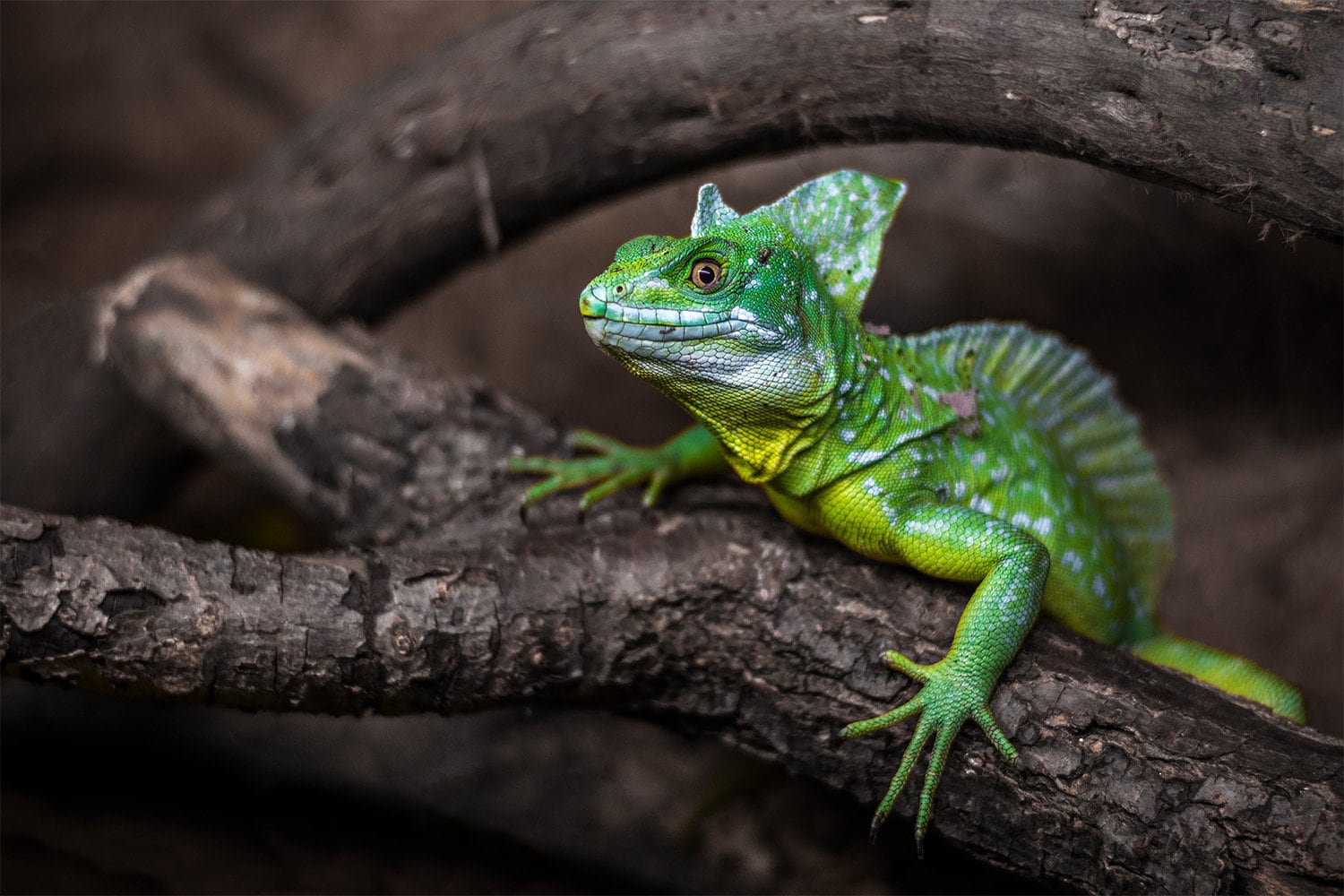 Digital Download: Lizard Photo for Digital Download and Printing ...