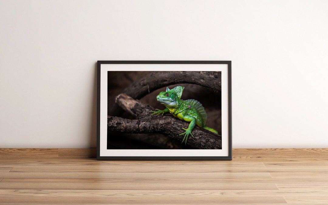 Digital Download: Lizard Photo for Digital Download and Printing ...