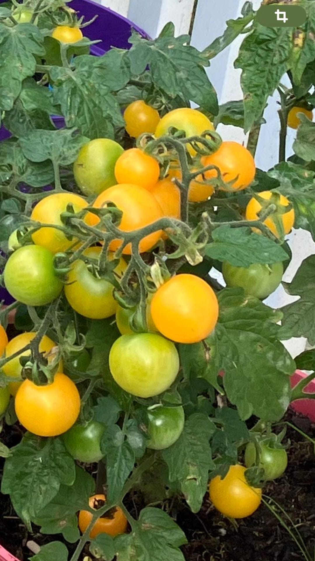 Micro Dwarf Tomato Seeds "floragold Basket" - Etsy