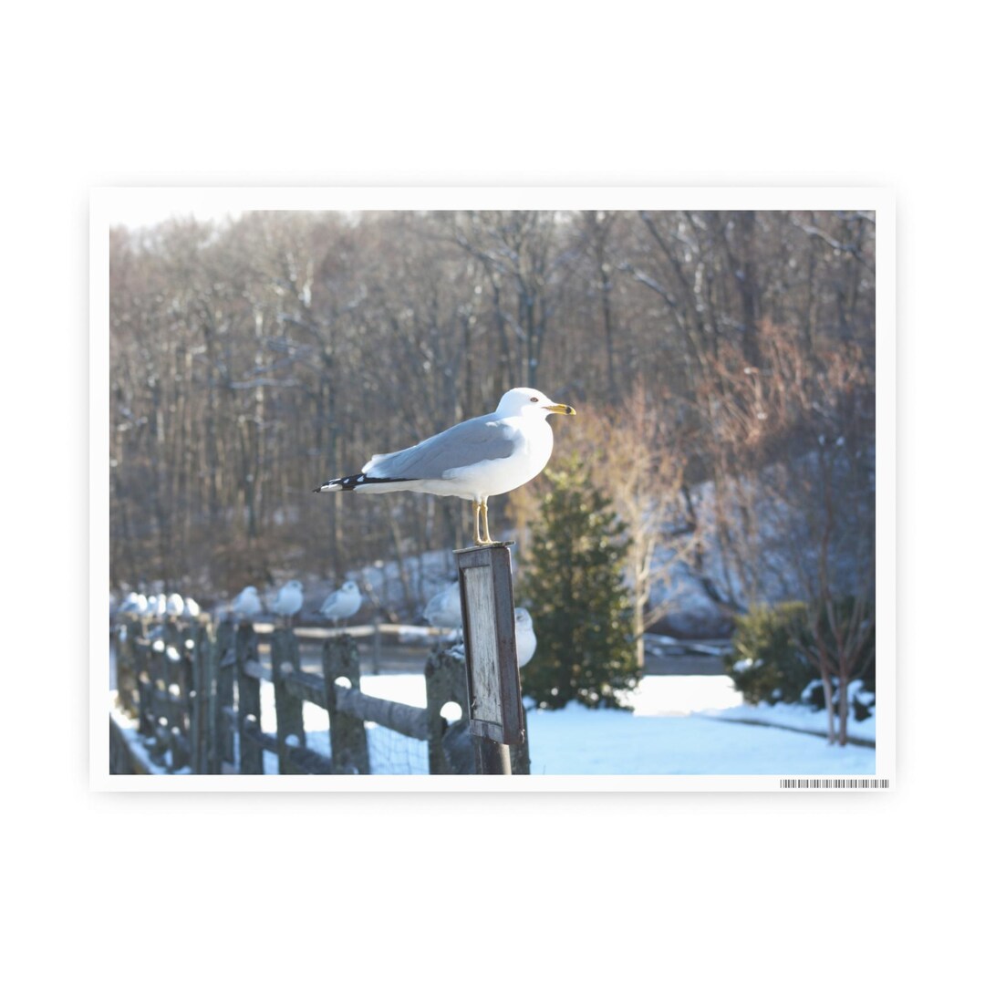 Seagull Photo Poster, Coastal Wall Art Print, Beach House Decor ...