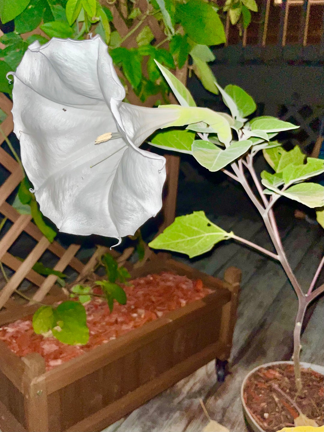 Moonflower (datura) Seeds – Fragrant White Trumpet Flowers | Night ...