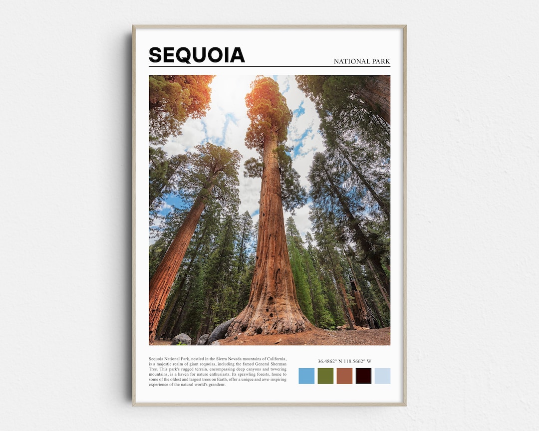 Sequoia National Park Print, Sequoia Poster, Sequoia Wall Art, Sequoia ...