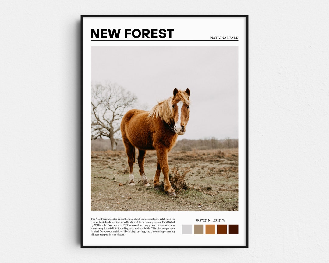 New Forest Art Print, New Forest Hampshire, National Park, New Forest ...