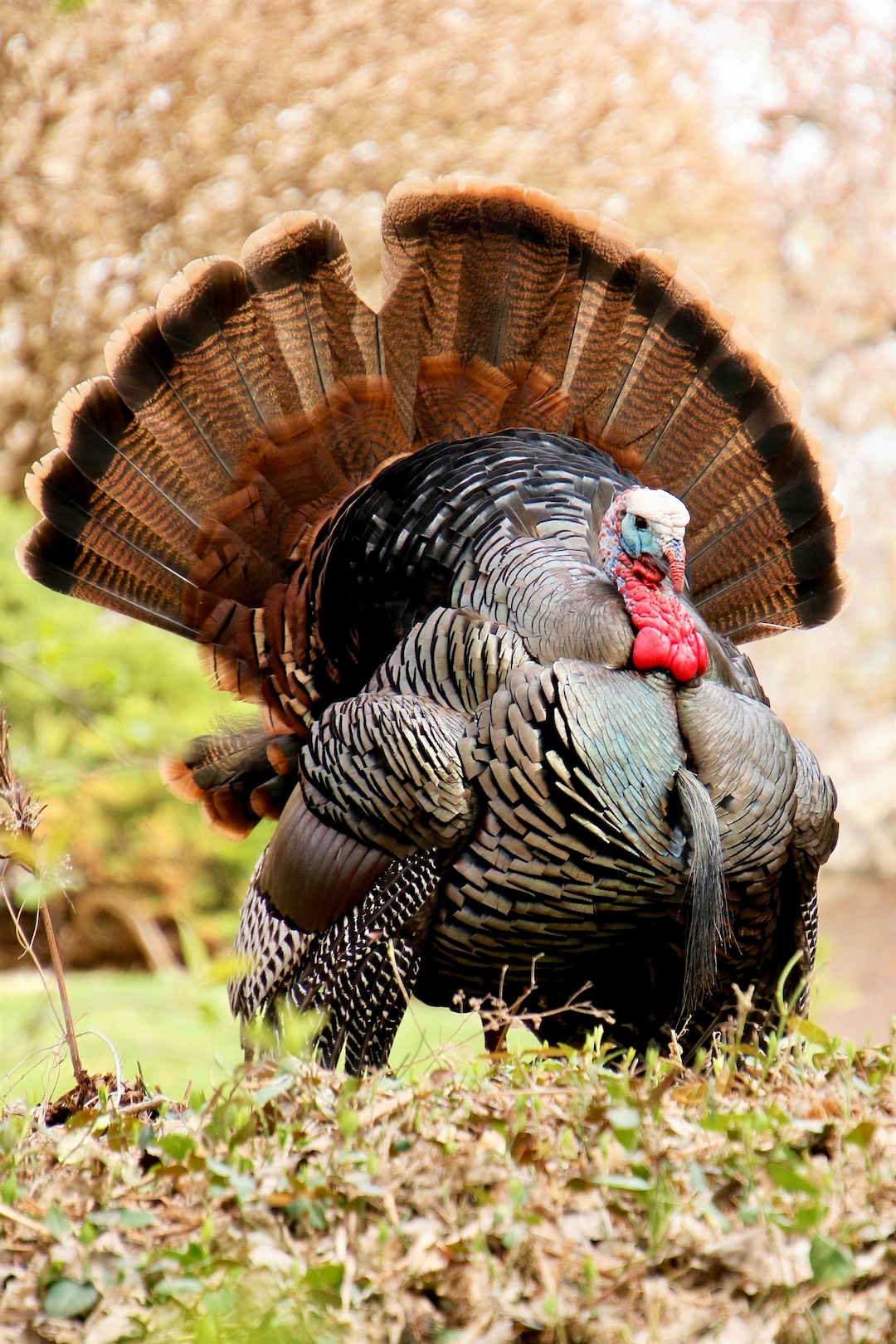 Turkey Photography Notecard Set - Etsy